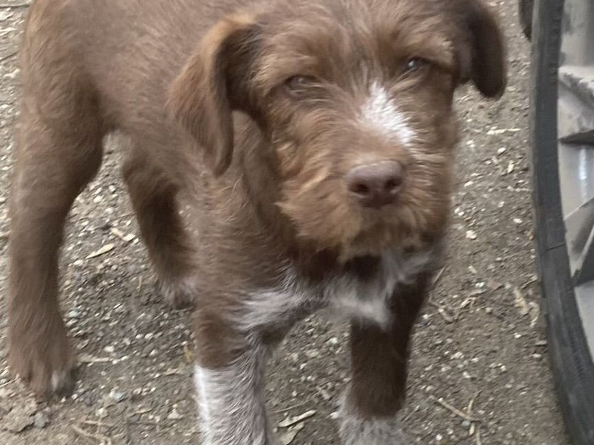 Собака в добрые руки щенок дратхаар