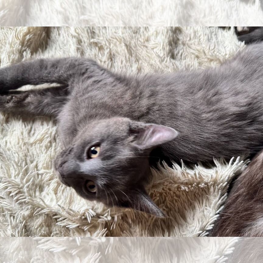 Котёнок в добрые руки
