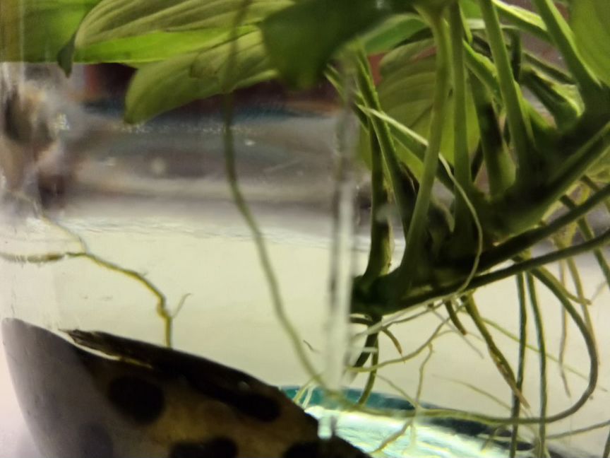 Сомик синодонтис (кукушка)