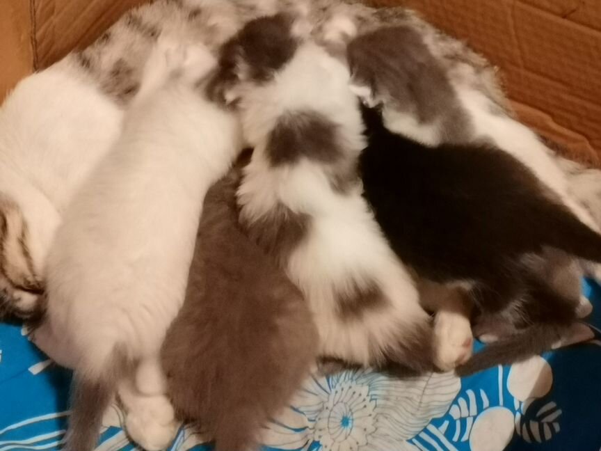 Есть котята, симпатичные. Кошка-мать мышей ловит