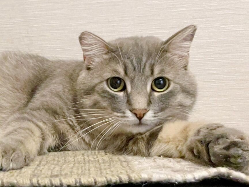 Кот в добрые руки