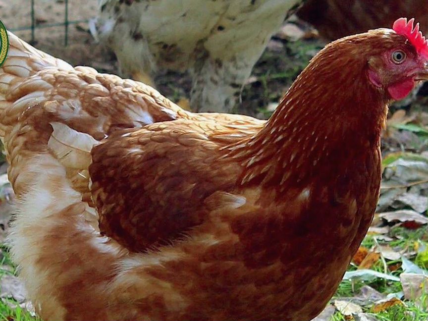 Куры несушки Коричневые