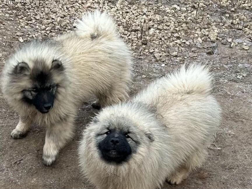 Кеесхонд вольфшпиц