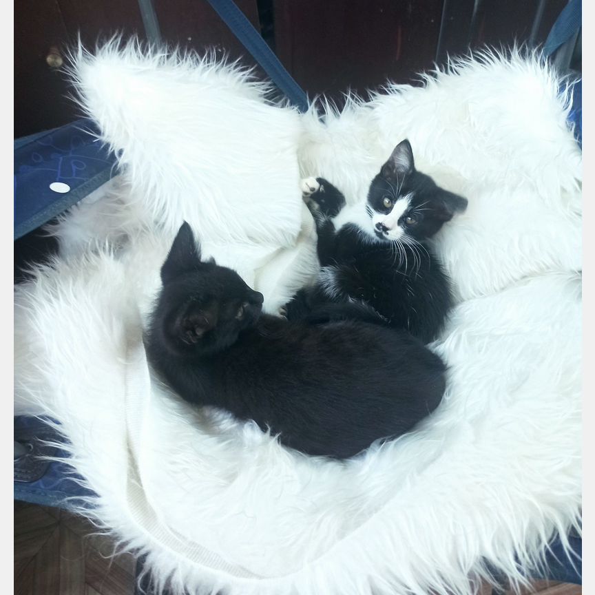 Кошечка 3 месяца