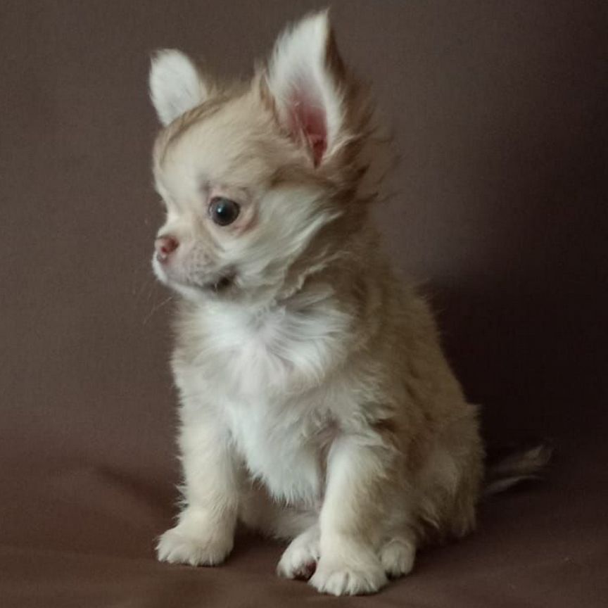 Чихуахуа, щенок