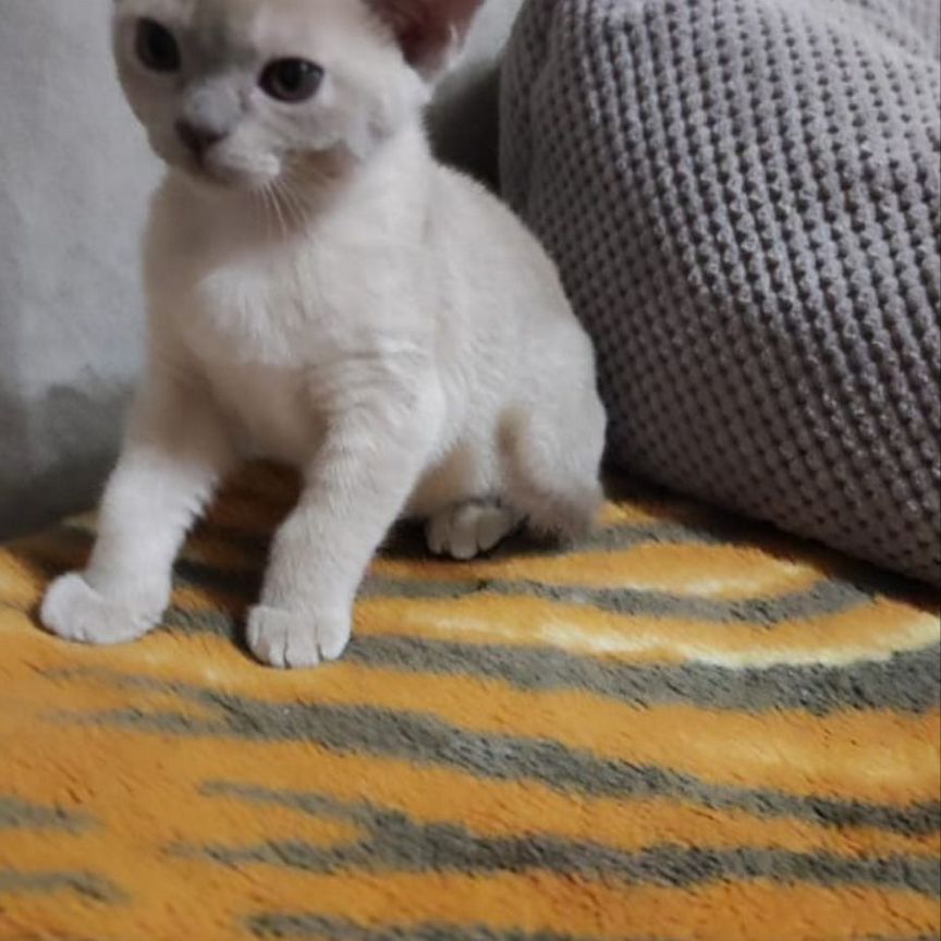 Бурманские котята лиловый