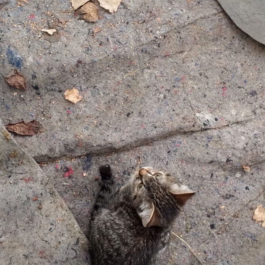 Котенок на морозе в коробке