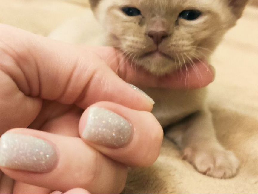 Бурманские котята