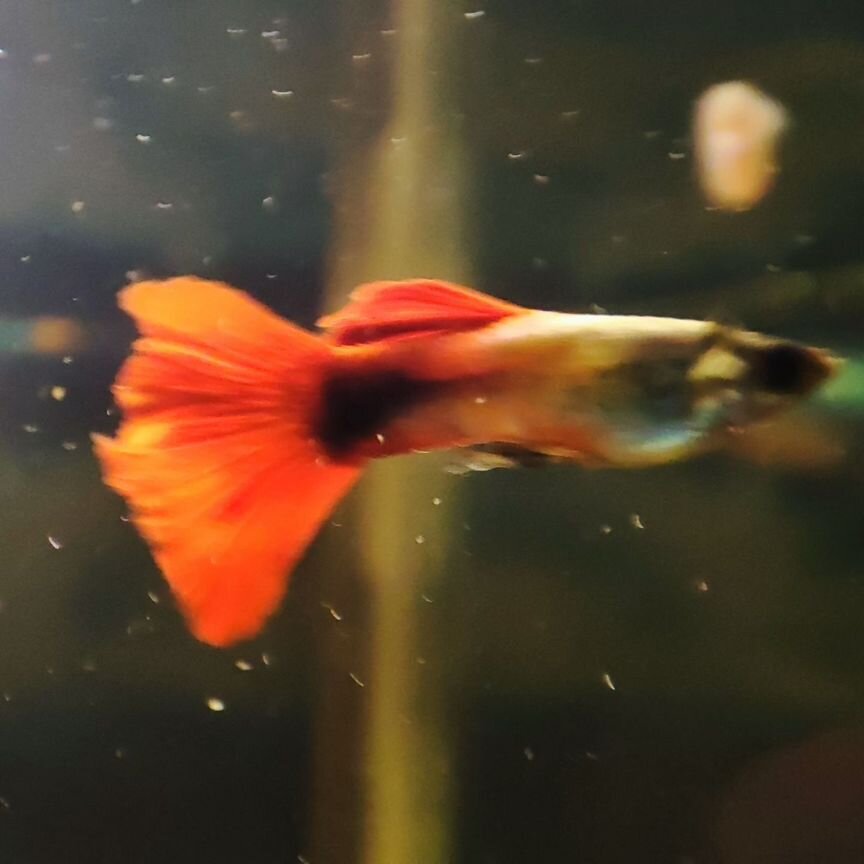 Гуппи "Огненный Цветок" чистая линия