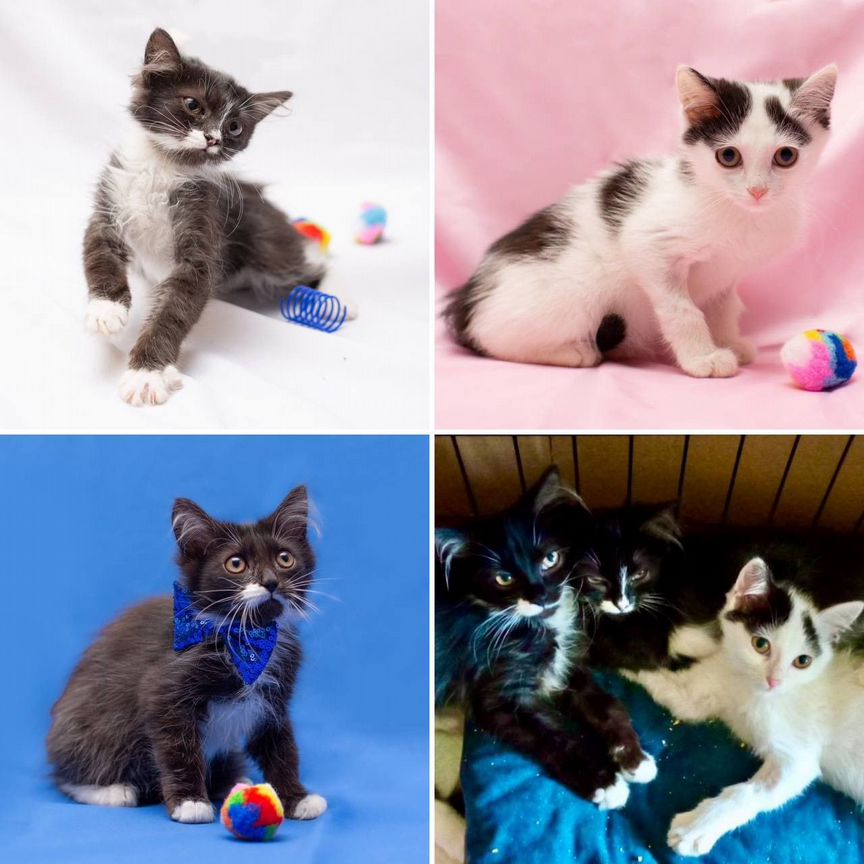Милые котята ищут дом