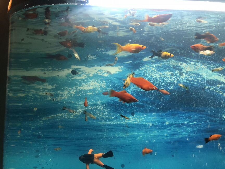 Аквариумные рыбки меченосцы молинезии