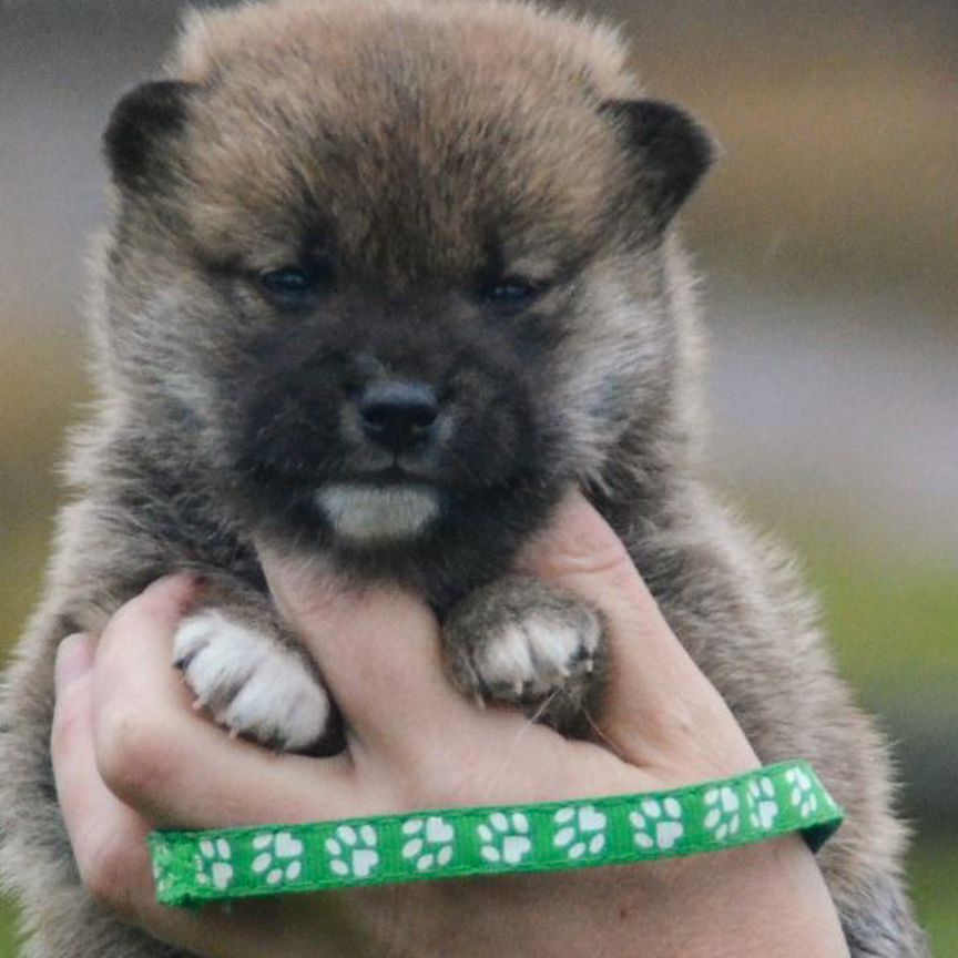 Сиба-ину, щенок