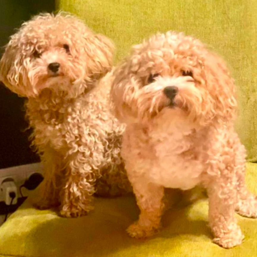 Мальтипу, взрослый пёс