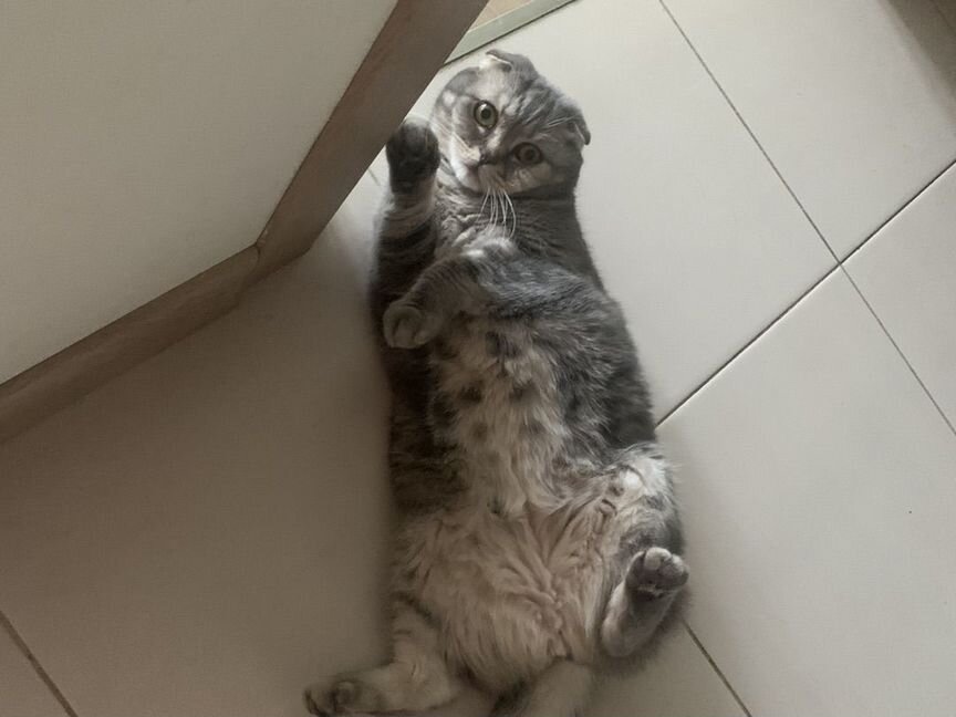 Шотландская вислоухая кошка