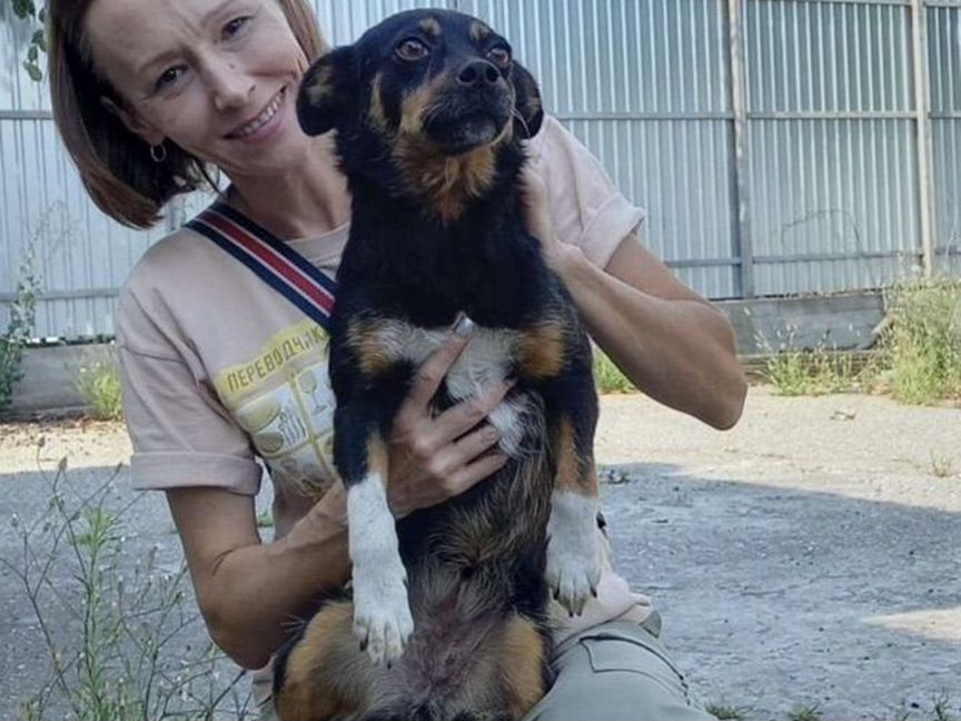 Удивительная собака в добрые руки