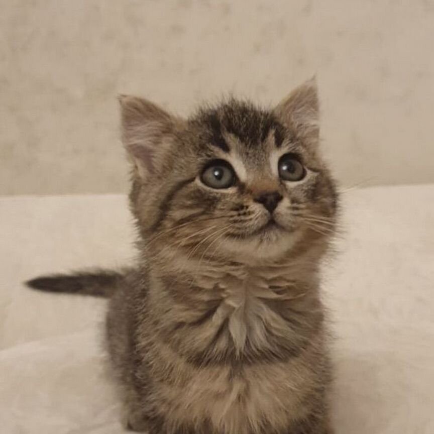 Котенок улыбака Плюшка 1,5 месяца в добрые руки