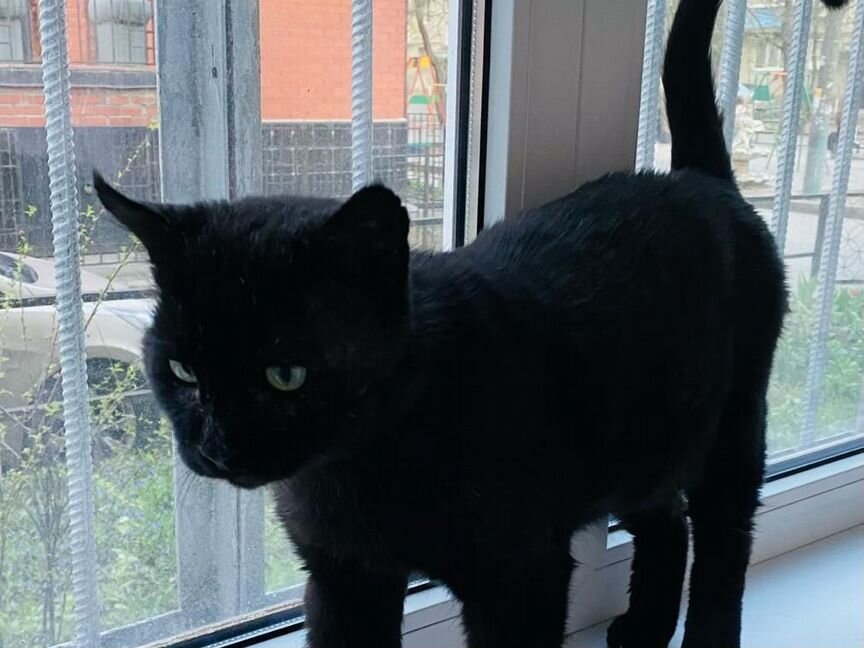 Не кот, а домовенок