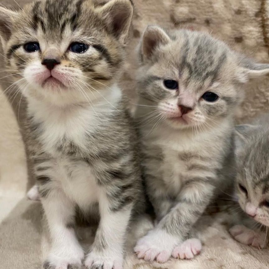 Британские котята