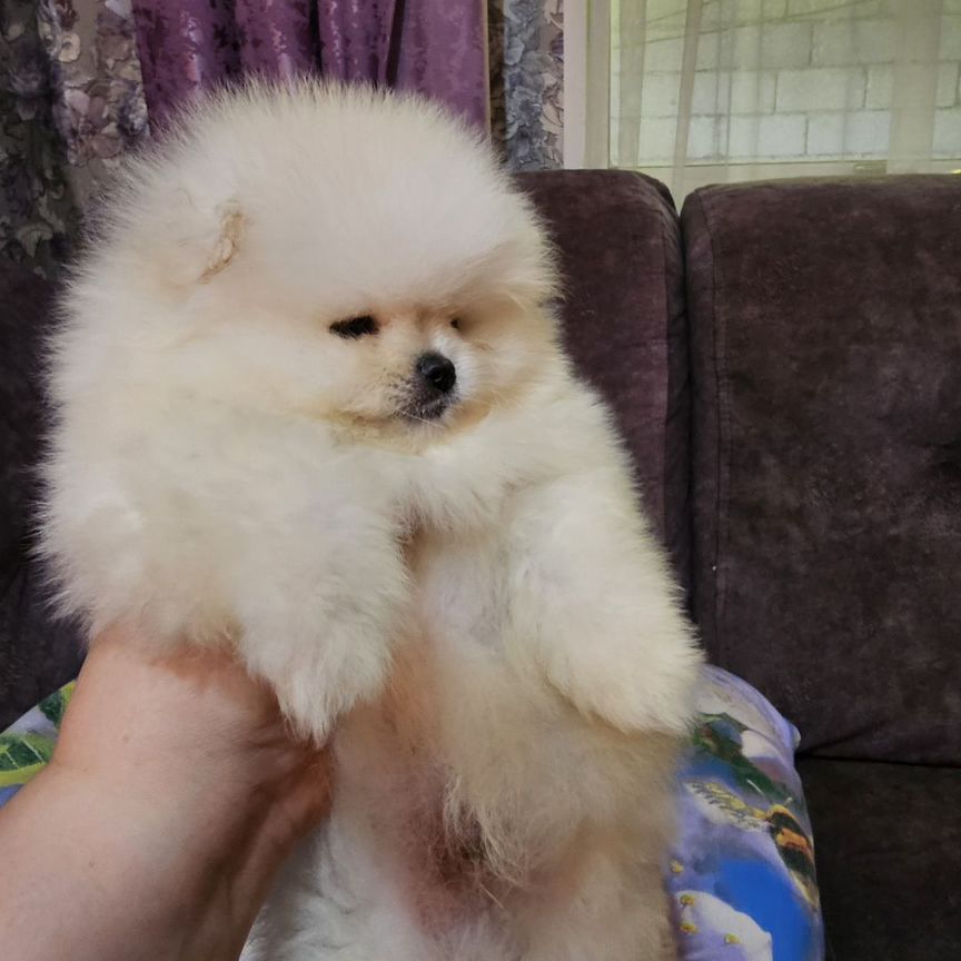 Шпицули мишки