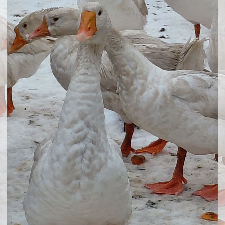 Гуси обмен на сено