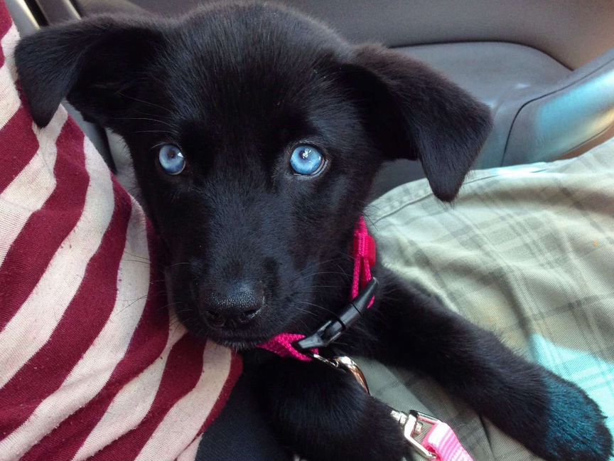 Собаки от 2 мес