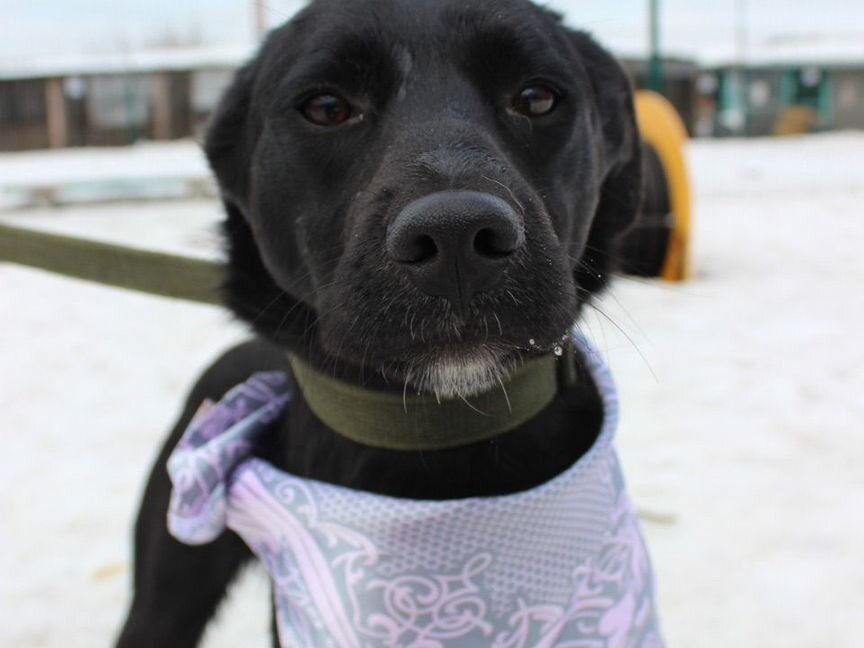 Щенок Бобик в дар