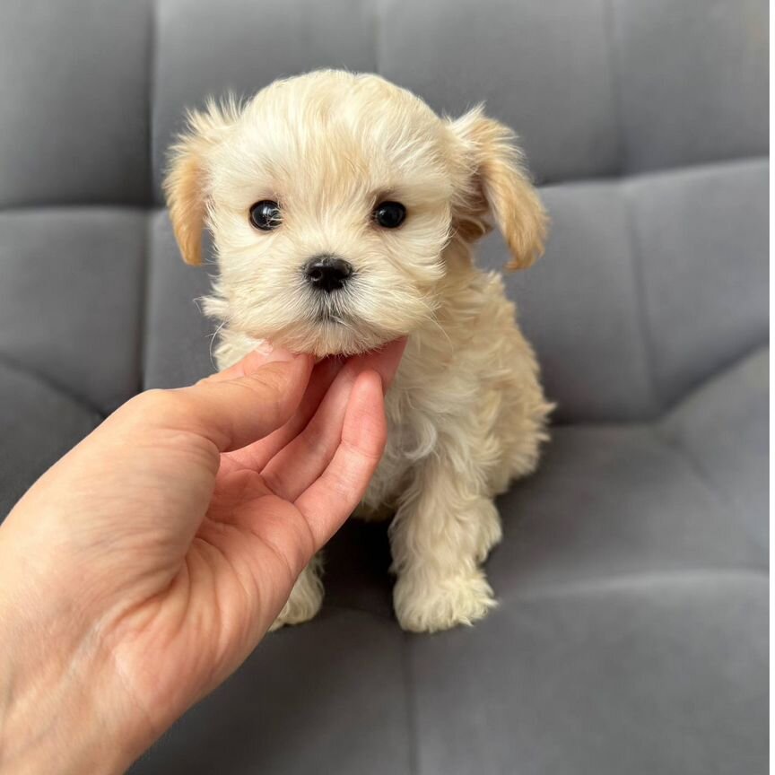 Мальтипу, щенок