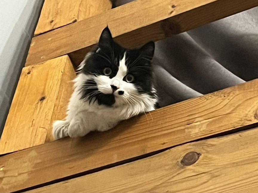 Котята в добрые руки бесплатно