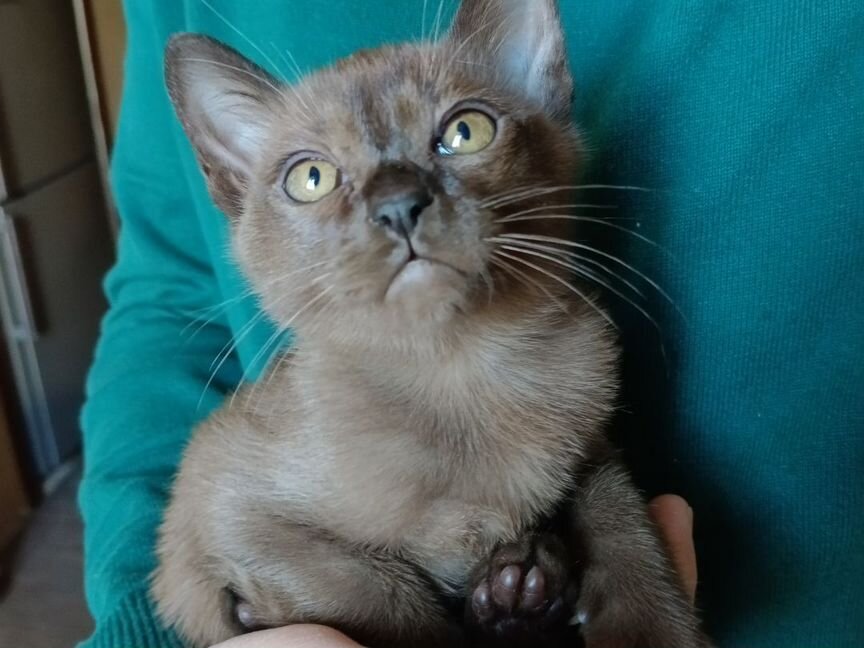 Бурманские котята