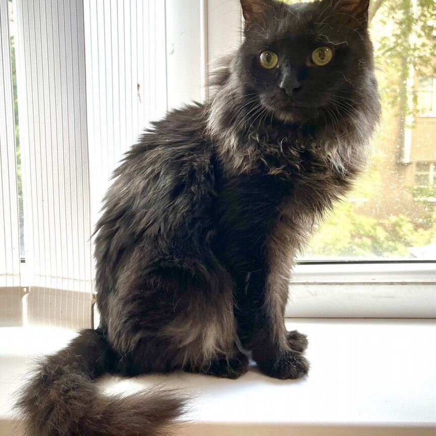 Ласковый ручной котик