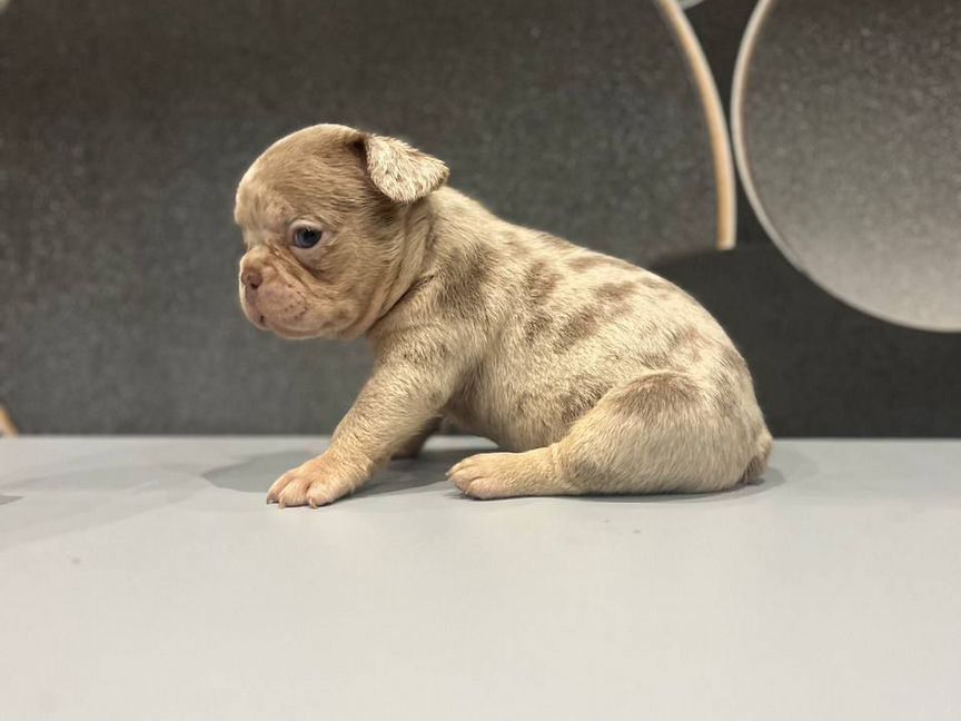 Изабелловая красота