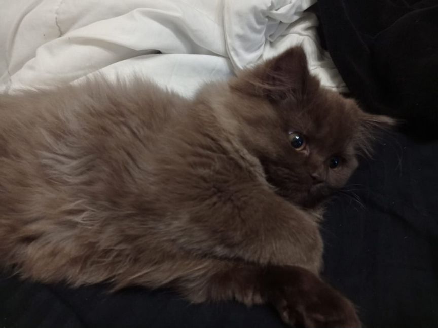 Британские котята