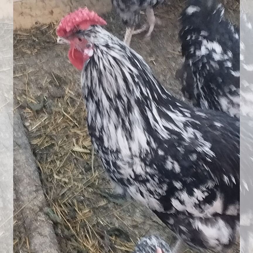 Продам молодых петухов Возраст 8 месяцев