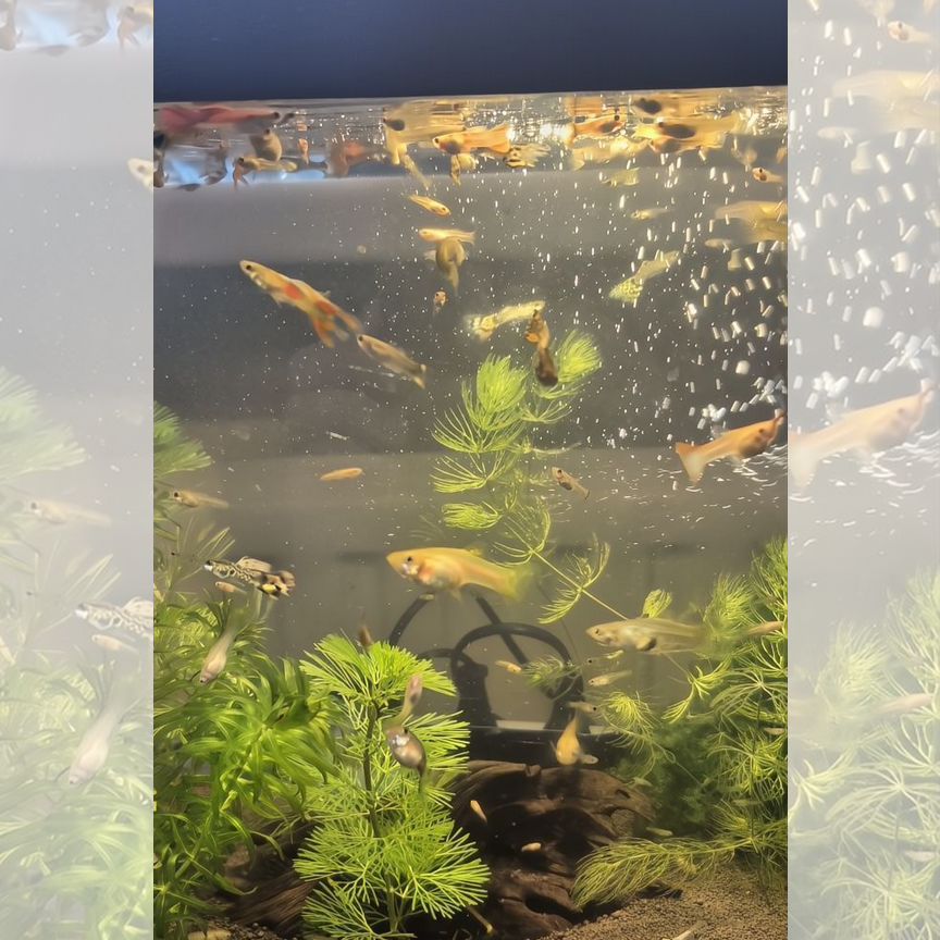 Аквариумные рыбки гуппи