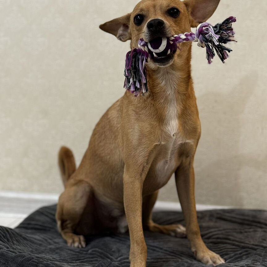 Отдам собаку в добрые руки