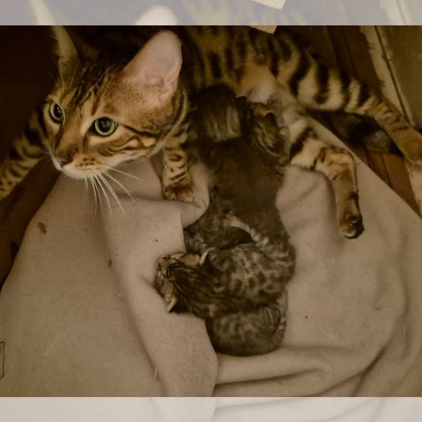 Бенгальские котята