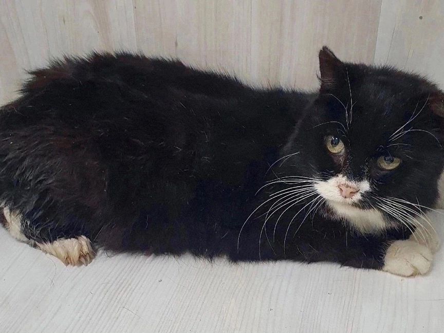 Приютите несчастного котика