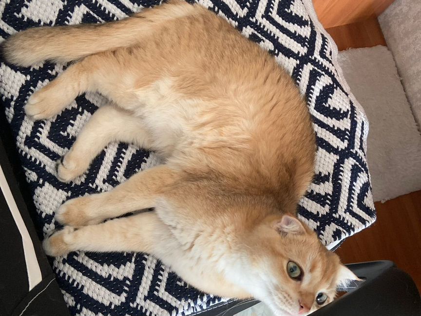 Шотладский кот