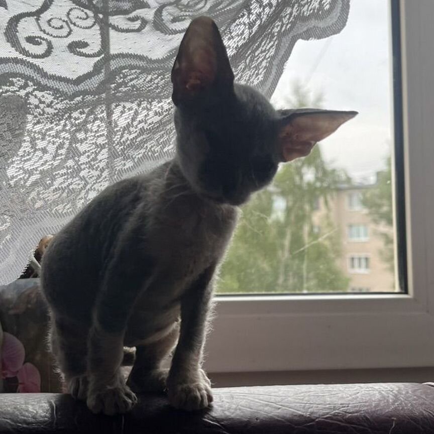 Донской сфинкс котята