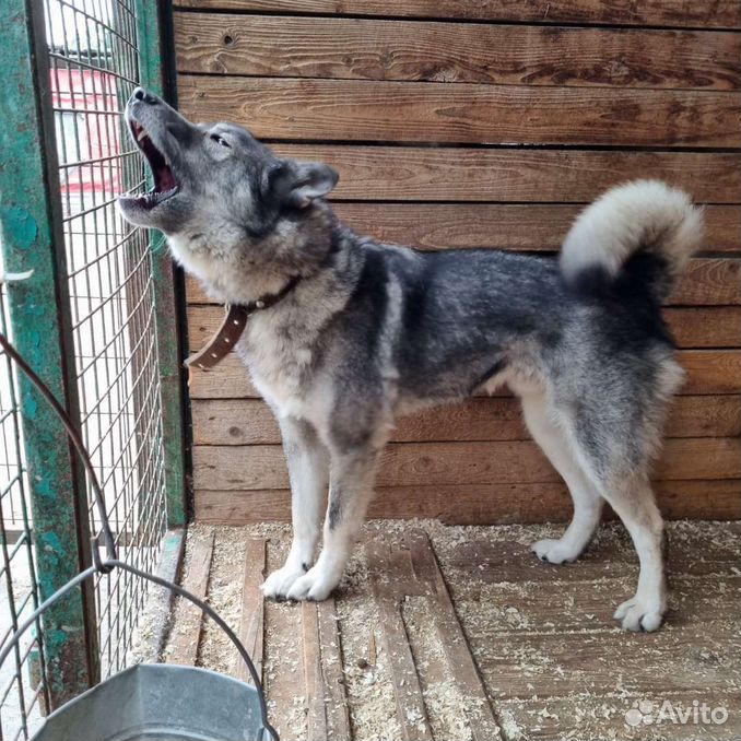 Мистер Гром из приюта ищет дом