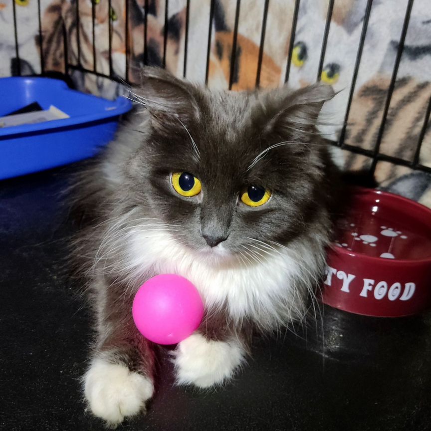 Котёнок в добрые руки