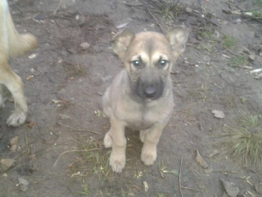 Щенки в добрые руки