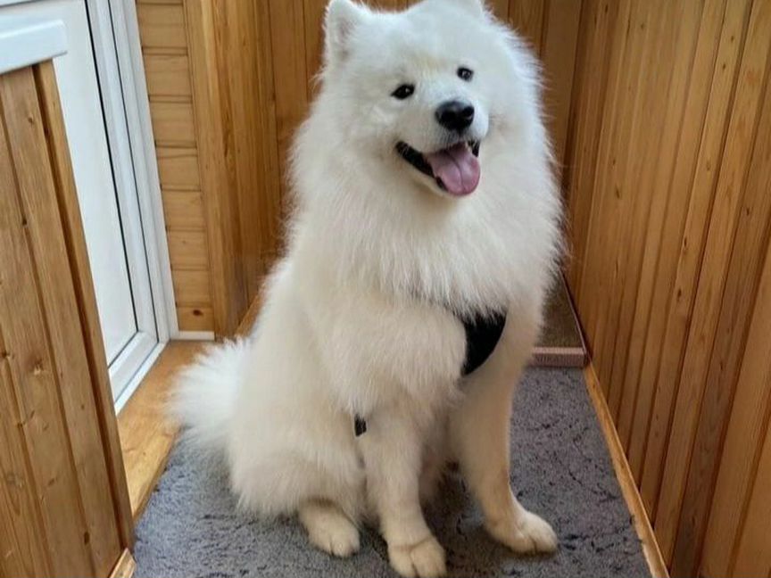Самоедская лайка
