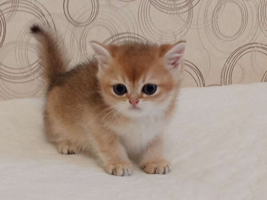 Британские котята золотая шиншилла
