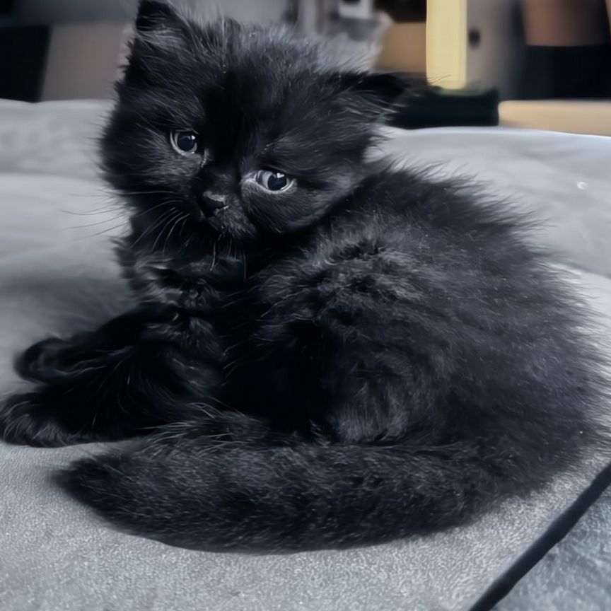 Шотландский прямоухий длинношёрстный котёнок