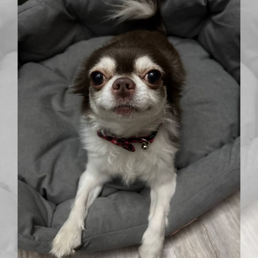 Чихуахуа, взрослый пёс