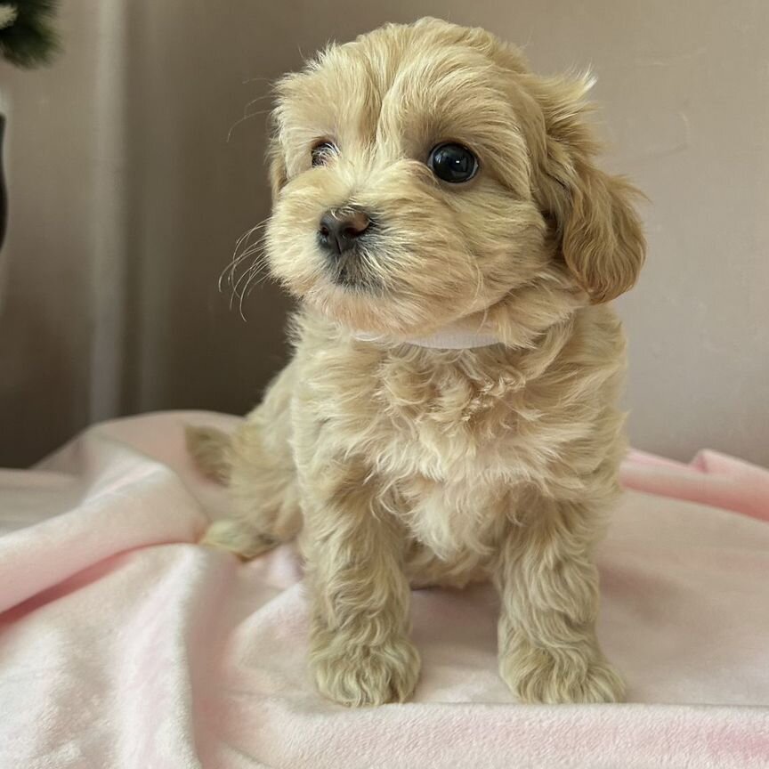 Мальтипу, щенок