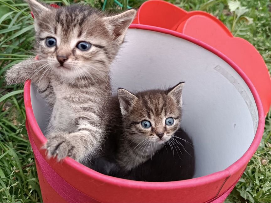 Котята пасхальные в добрые руки