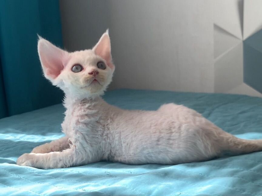 Девон-рекс девочка