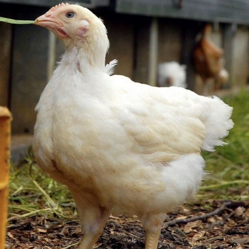 Месячные бройлеры